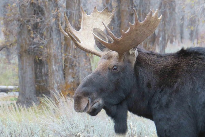 Grand Teton National Park - PRIVATE Full-Day Tour from Jackson Hole - FAQs