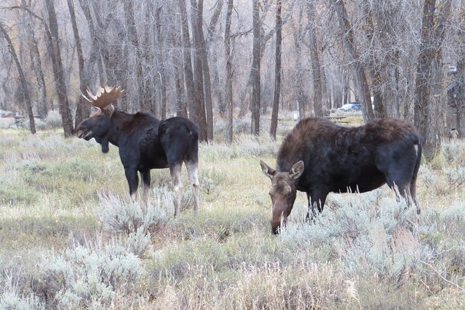 Grand Teton National Park - PRIVATE Sunrise Tour from Jackson Hole - The Itinerary in Detail: What to Expect