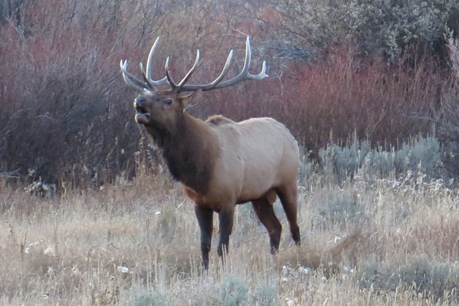 Grand Teton National Park - PRIVATE Sunrise Tour from Jackson Hole - Final Thoughts