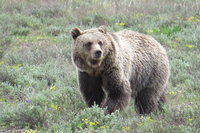 Grand Teton National Park - PRIVATE Sunrise Tour from Jackson Hole - FAQ