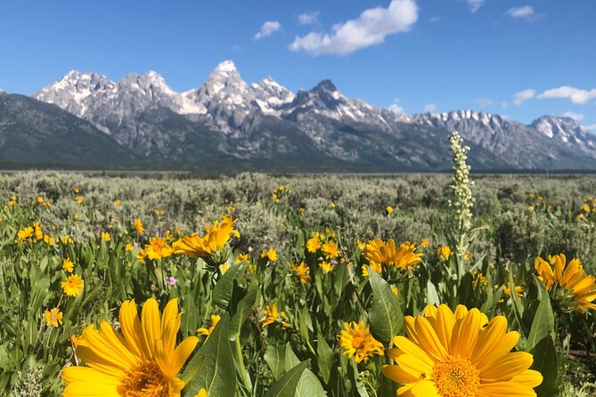 Grand Teton National Park Private Wildlife Safari - Dawn/Dusk - How About the Price?