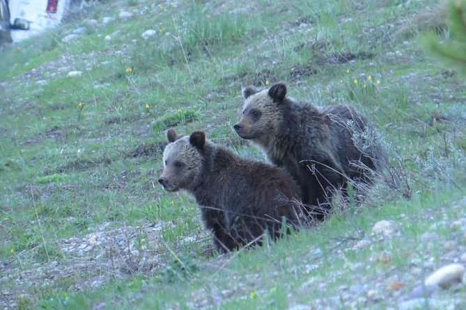Grand Teton National Park - Sunrise Tour from Jackson Hole - What the Tour Includes and What to Keep In Mind