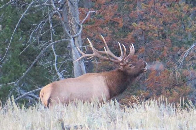 Grand Teton National Park - Sunrise Tour from Jackson Hole - Is This Tour Right for You?
