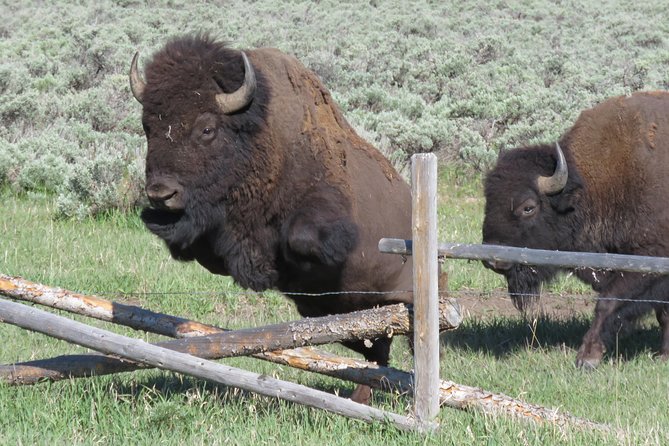 Grand Teton National Park - Sunrise Tour from Jackson Hole - The Sum Up