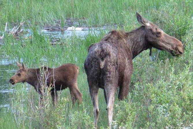 Grand Teton National Park - Sunset Guided Tour from Jackson Hole - An Inside Look at the Tour Experience