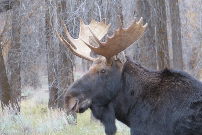 Grand Teton National Park - Sunset Guided Tour from Jackson Hole - FAQs