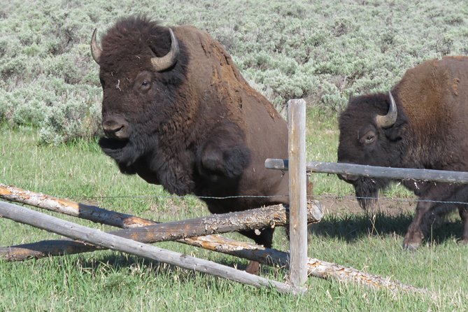 Grand Teton National Park - Sunset Guided Tour from Jackson Hole - The Sum Up