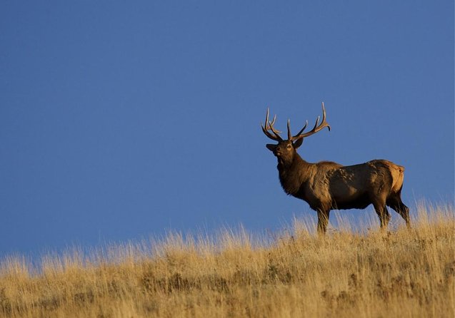 Grand Teton Park & Jackson Hole - PRIVATE Full-Day Wildlife Tour - Key Points