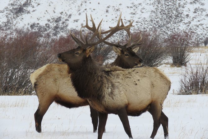 Grand Teton Park & Jackson Hole - PRIVATE Full-Day Wildlife Tour - Setting the Scene: What to Expect