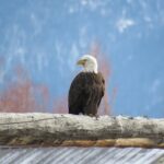 Grand Teton Park & Jackson Hole - PRIVATE Full-Day Wildlife Tour - Exploring Grand Teton: Scenic and Wildlife Highlights