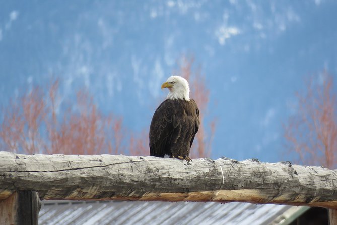 Grand Teton Park & Jackson Hole - PRIVATE Full-Day Wildlife Tour - Exploring Grand Teton: Scenic and Wildlife Highlights