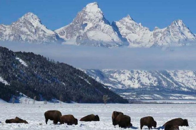 Grand Teton Park & Jackson Hole - PRIVATE Full-Day Wildlife Tour - The Elk Refuge and the Sleigh Ride Experience