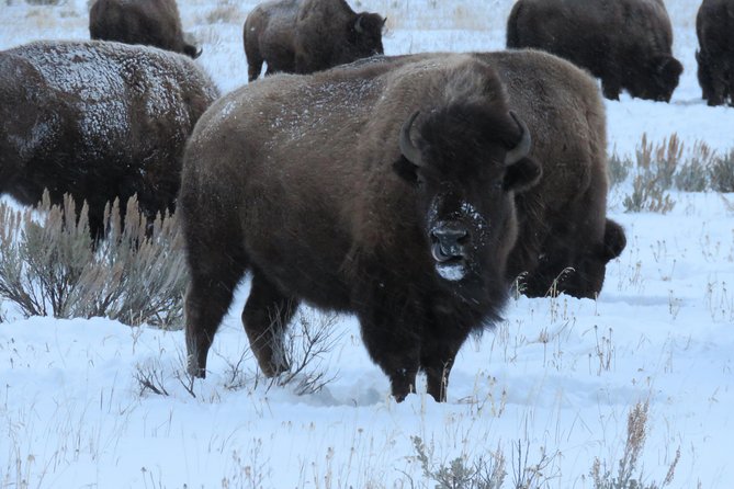 Grand Teton Park & Jackson Hole - PRIVATE Full-Day Wildlife Tour - Practical Details: What’s Included and What to Consider