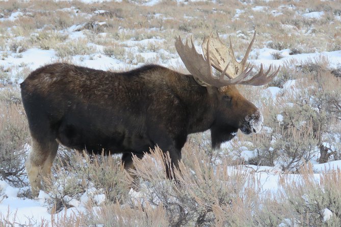 Grand Teton Park & Jackson Hole - PRIVATE Full-Day Wildlife Tour - FAQ
