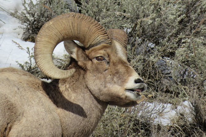 Grand Teton Park & Jackson Hole - PRIVATE Morning Wildlife Tour - What Makes This Tour Valuable?