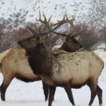 Grand Teton Park & Jackson Hole - PRIVATE Morning Wildlife Tour - Analyzing the Price and Overall Value