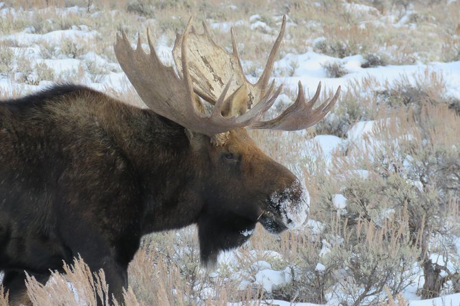 Grand Teton Park & Jackson Hole - PRIVATE Morning Wildlife Tour - Who Is This Tour Best For?