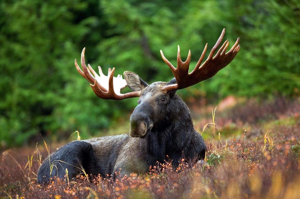 Grand Teton: Private Guided Tour (Sunset) - An Overview of the Experience