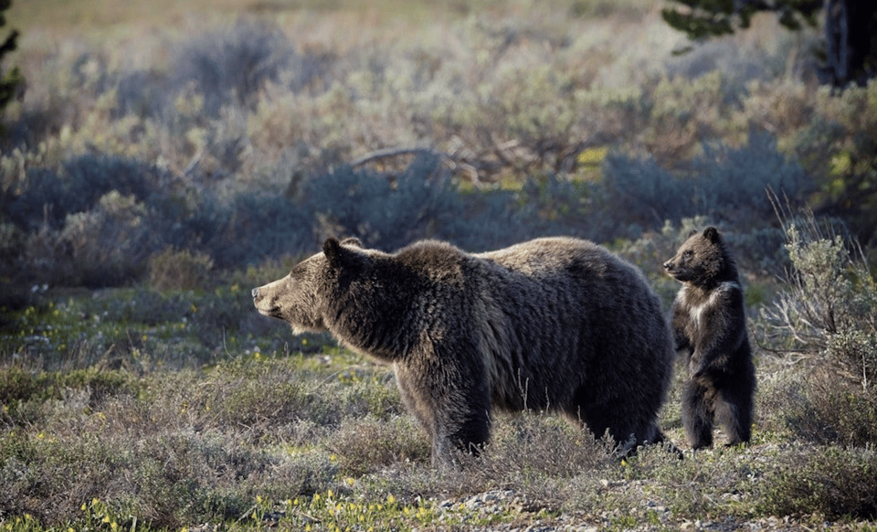 Grand Teton: Private Guided Tour (Sunset) - Transportation & Group Size