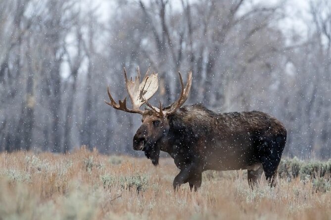 Grand Teton: Private Sunrise Tour - Final Thoughts