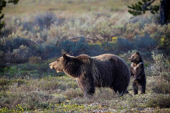 Grand Teton: Private Sunset Tour - Practicalities and Value