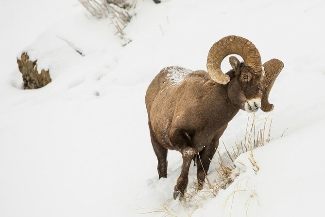 Grand Teton Private Winter Tour - Key Points