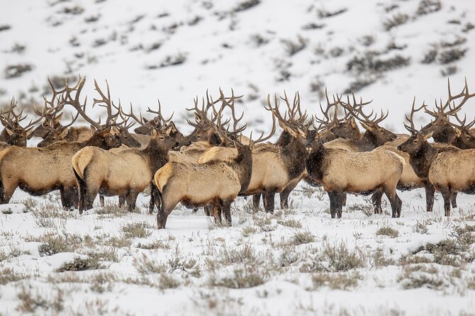 Grand Teton Private Winter Tour - What’s Included and Why It Matters