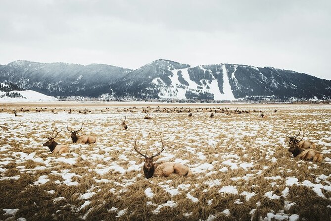Grand Teton Private Winter Tour - Who Should Book This Tour?