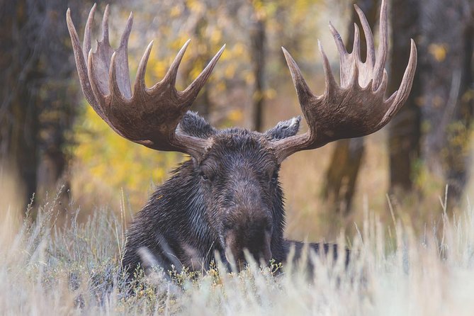 Grand Teton Wildlife Safari Tour - The Experience: What to Expect from the Grand Teton Wildlife Safari Tour