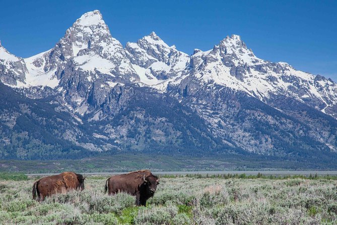 Grand Teton Wildlife Safari Tour - Authentic Insights from Reviewers