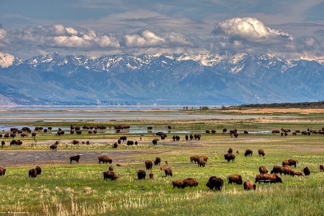 Grand Teton, Yellowstone, and Glacier National Parks 8-Day Tour - FAQs