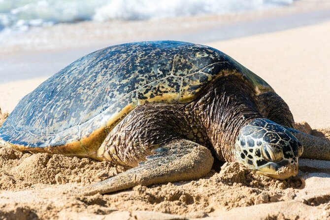 Grand Tour Around Island 16 Locations plus Snorkeling - What Travelers Are Saying