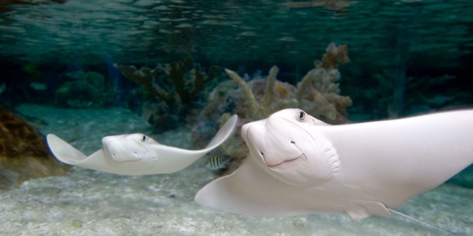 Grapevine: SEA LIFE Grapevine Aquarium General Admission - The Sum Up