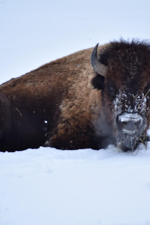 Great Plains Zoo - A Closer Look at the Great Plains Zoo