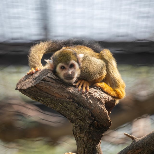 Great Plains Zoo - FAQ