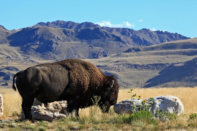 Great Salt Lake and Antelope Island Day Tour - What Sets This Tour Apart