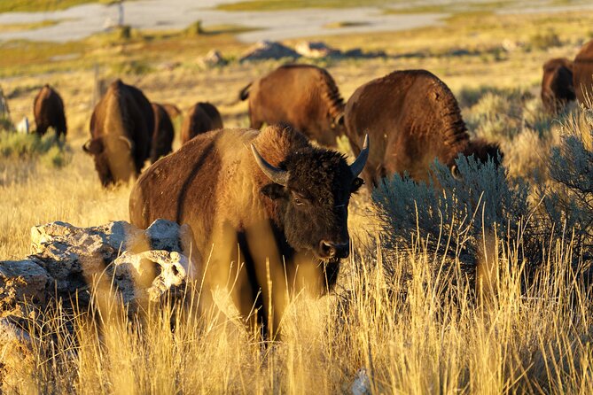 Great Salt Lake Wildlife Experience - An Honest Look at the Great Salt Lake Wildlife Experience