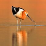 Great Salt Lake Wildlife Experience - What to Expect During the Tour