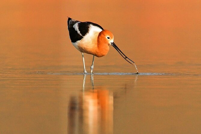 Great Salt Lake Wildlife Experience - What to Expect During the Tour