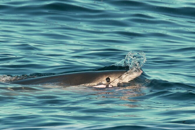 Great White Sharks Topside in Monterey Bay - Who Will Love This Tour?