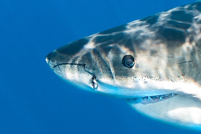 Great White Sharks Topside in Monterey Bay - Final Thoughts: Is It Worth It?