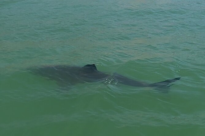 Great White Sharks Topside in Monterey Bay - FAQs