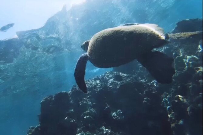 Group Snorkel Excursions in Lahaina, Maui - What to Expect from the Lahaina Snorkel Tour