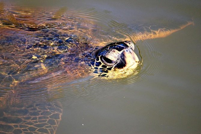 Group Stand Up Paddle Lesson and Tour - The Sum Up: Is It Worth It?