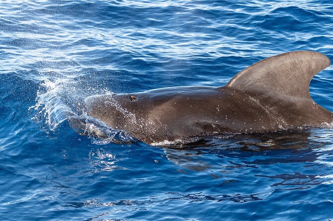 Guaranteed Dolphin and Whale Watch Tour in Kona - Authentic Voices: What Reviewers Say
