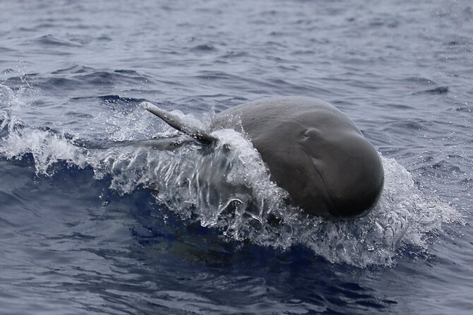 Guaranteed Dolphin and Whale Watch Tour in Kona - The Sum Up: Is This Tour Right for You?