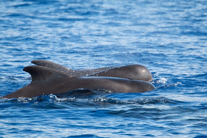 Guaranteed Dolphin and Whale Watch Tour in Kona - Frequently Asked Questions