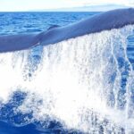 Guaranteed Whale Watch in Kona - The Value of This Experience
