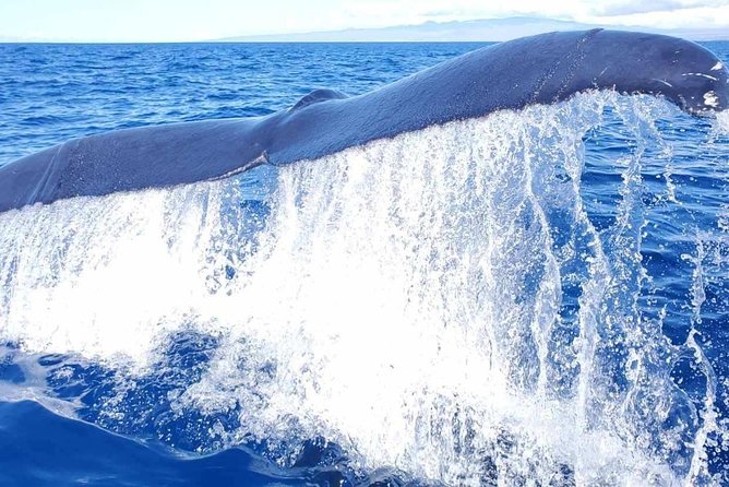 Guaranteed Whale Watch in Kona - The Value of This Experience