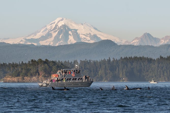 Guaranteed Whale Watching Tour - Value for Money: Is It Worth the Price?